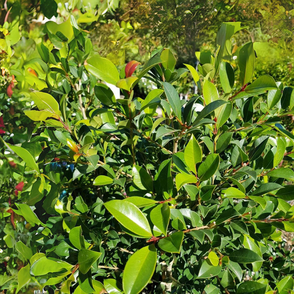 Syzygium Backyard Bliss 250mm – Lumpys Nursery & Landscape Yard