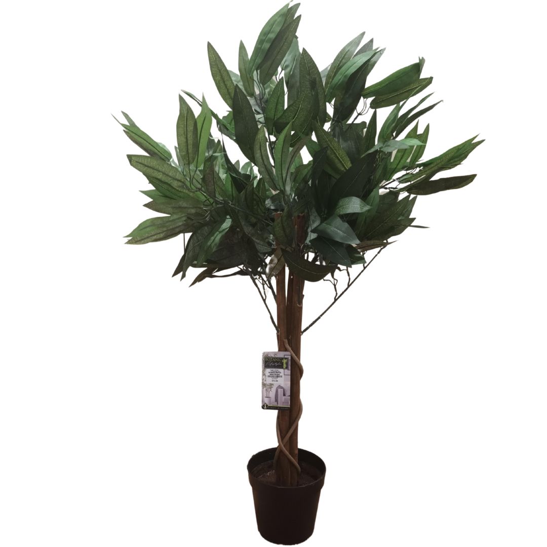 Botanic Lifestyles Mango Tree 90cm – Lumpys Nursery & Landscape Yard
