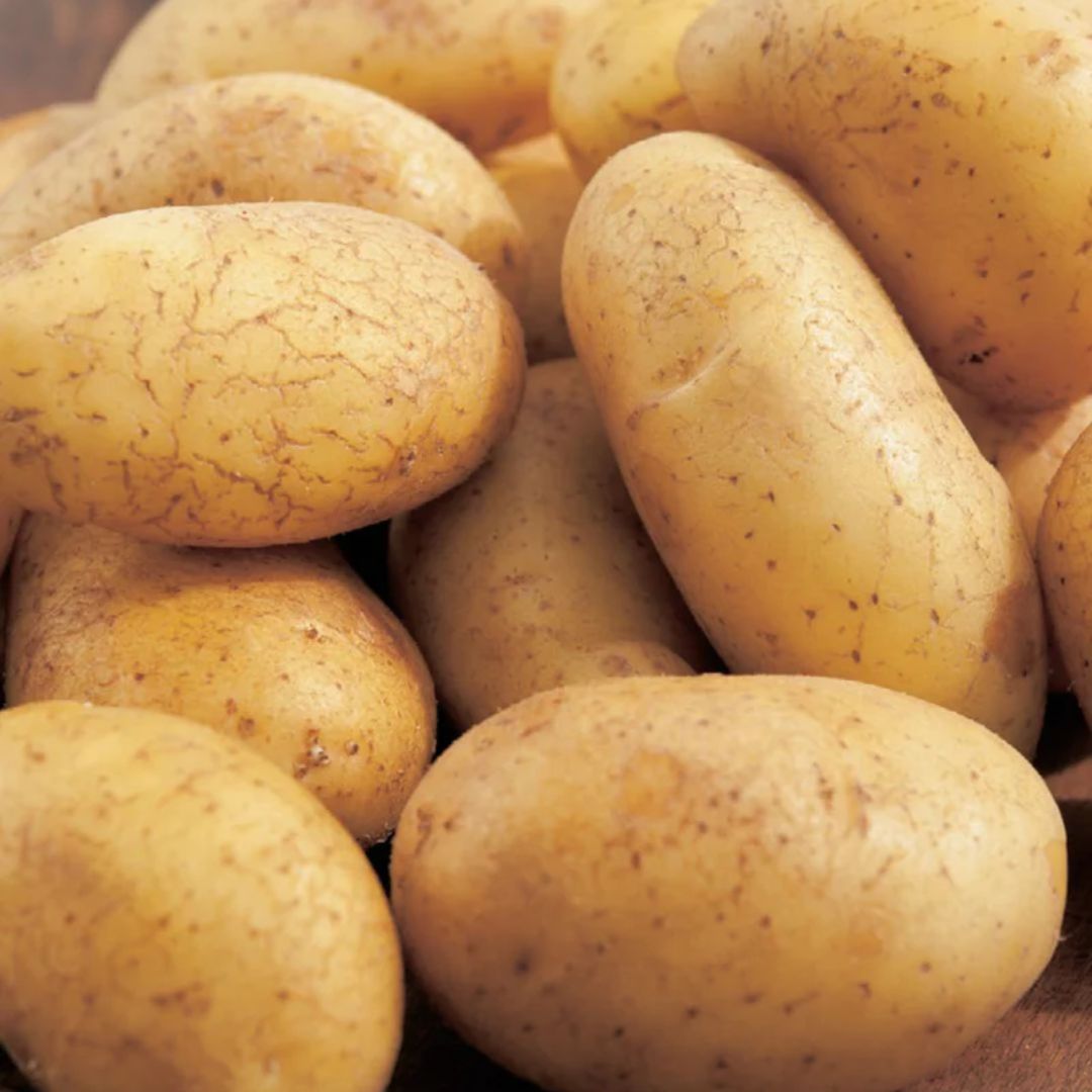 Fothergills Seed Potato Sebago 500g – Lumpys Nursery & Landscape Yard