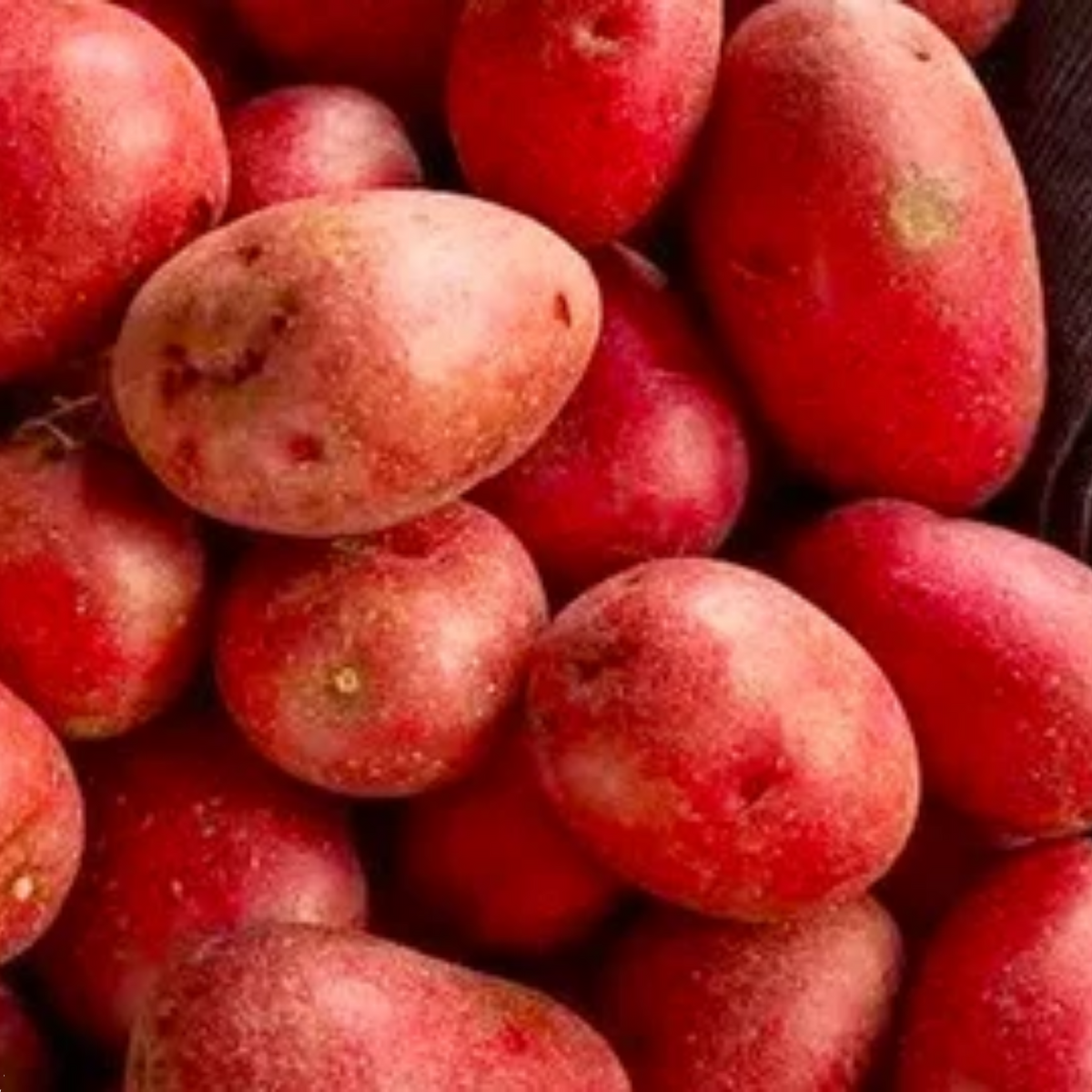 Fothergills Seed Potato Red Norland 500g – Lumpys Nursery & Landscape Yard