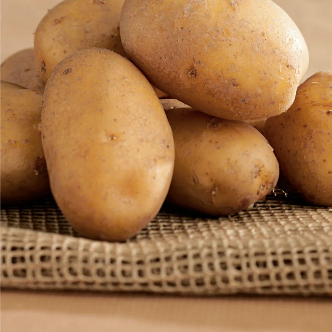 Fothergills Seed Potato Kennebec 500g – Lumpys Nursery & Landscape Yard