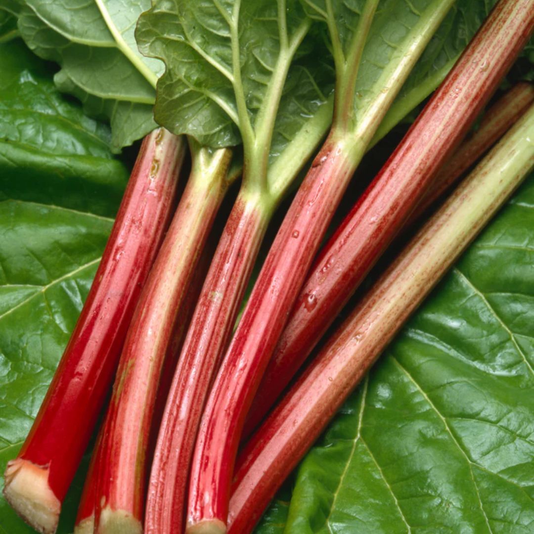 Fothergills Rhubarb Ever Red – Lumpys Nursery & Landscape Yard