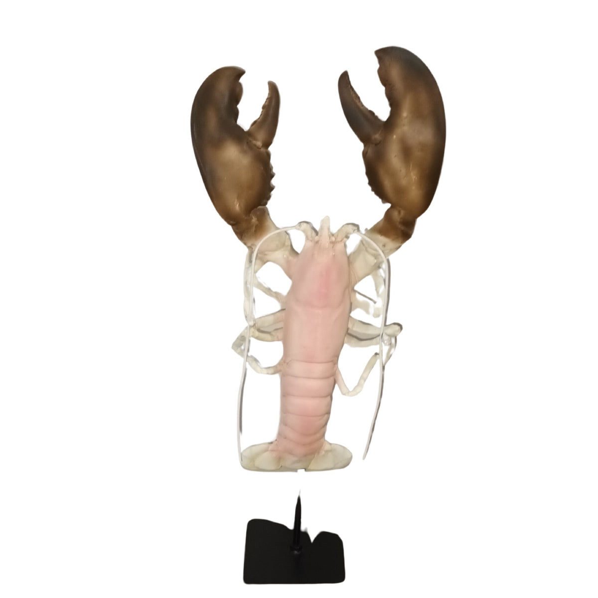 Table Top Lobster Coral – Lumpys Nursery & Landscape Yard