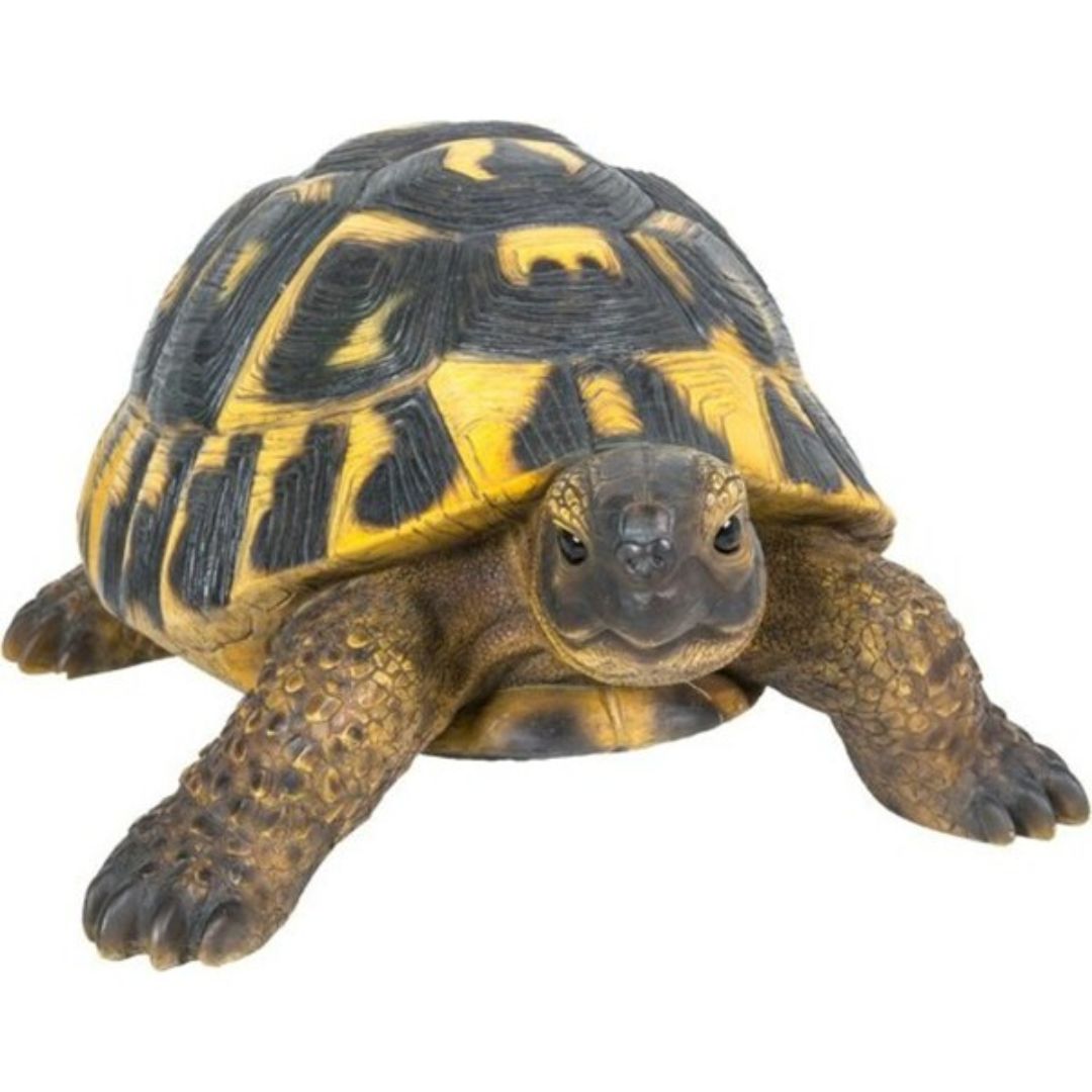 Northcote Pottery Tortoise Herman 45x33x22cm – Lumpys Nursery ...