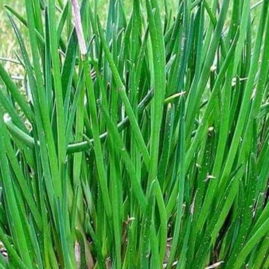 Chives Garlic 100mm – Lumpys Nursery & Landscape Yard