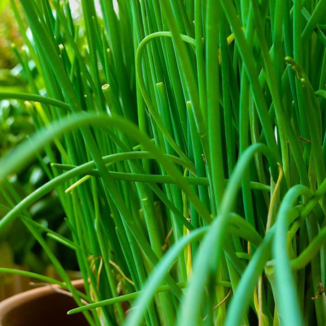 Chives Plain 100mm – Lumpys Nursery & Landscape Yard