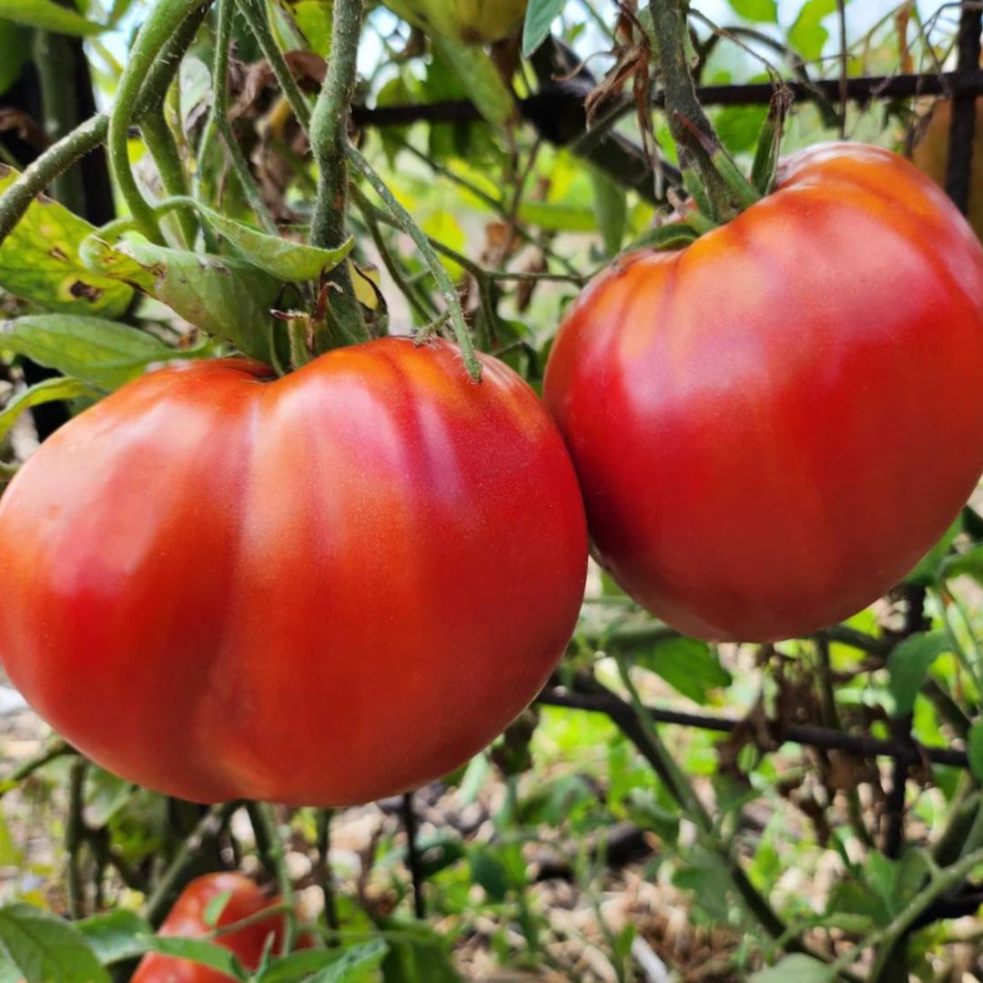 Tomato Oxheart 100mm – Lumpys Nursery & Landscape Yard