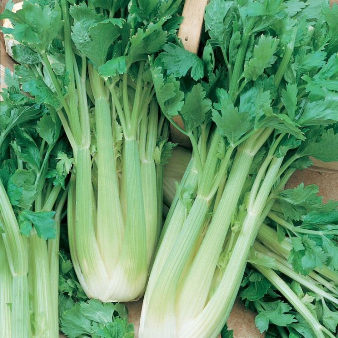 Celery Punnet – Lumpys Nursery & Landscape Yard