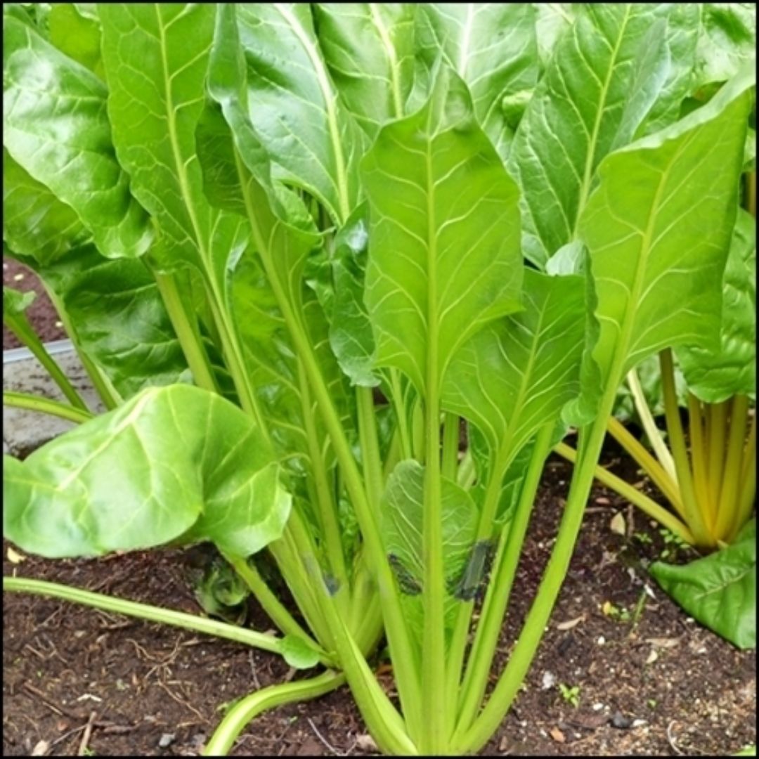 Silverbeet Perpetual Punnet – Lumpys Nursery & Landscape Yard