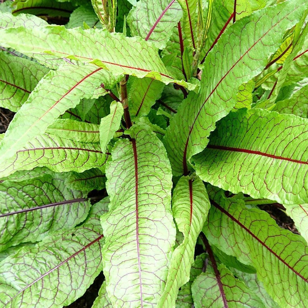 Sorrel Red Vein 100mm – Lumpys Nursery & Landscape Yard