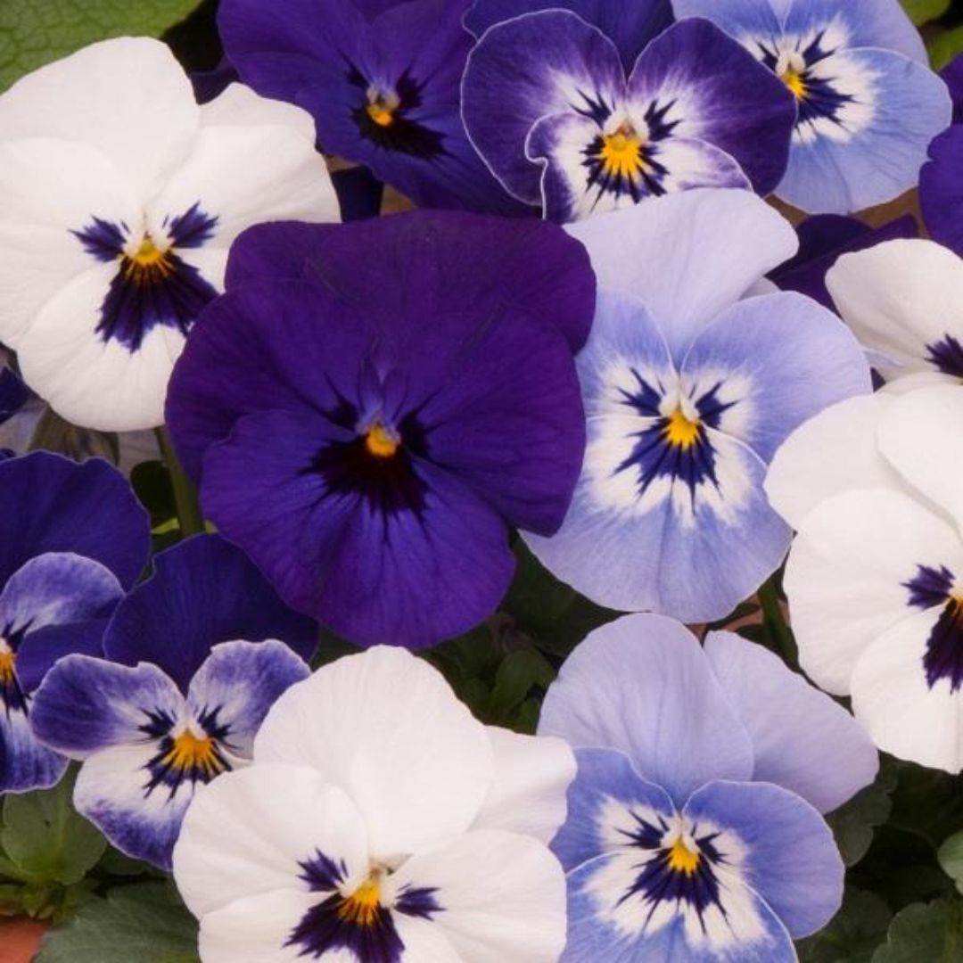 Viola Ocean Breeze Punnet – Lumpys Nursery & Landscape Yard