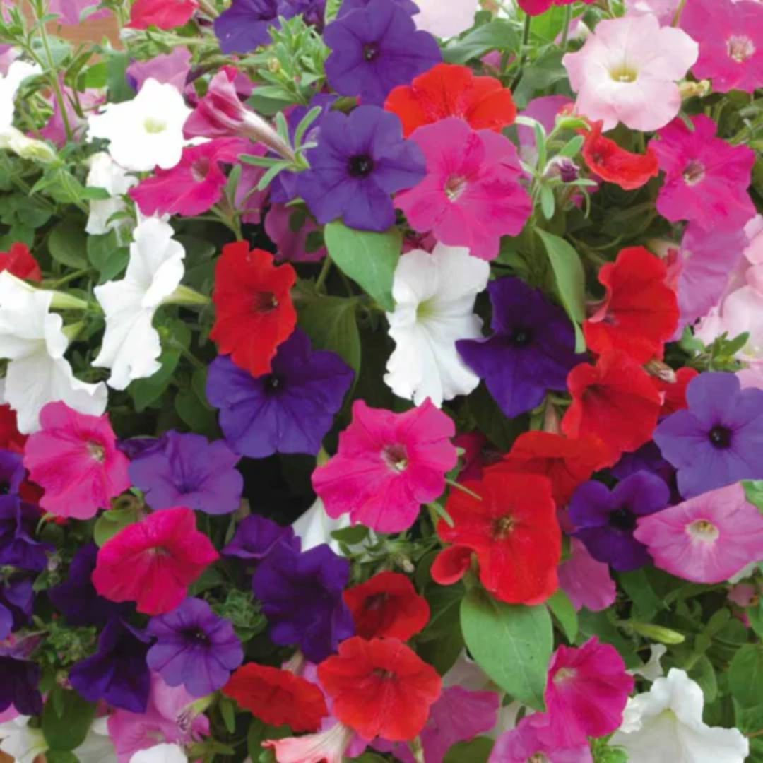 Petunia Mambo Punnet – Lumpys Nursery & Landscape Yard