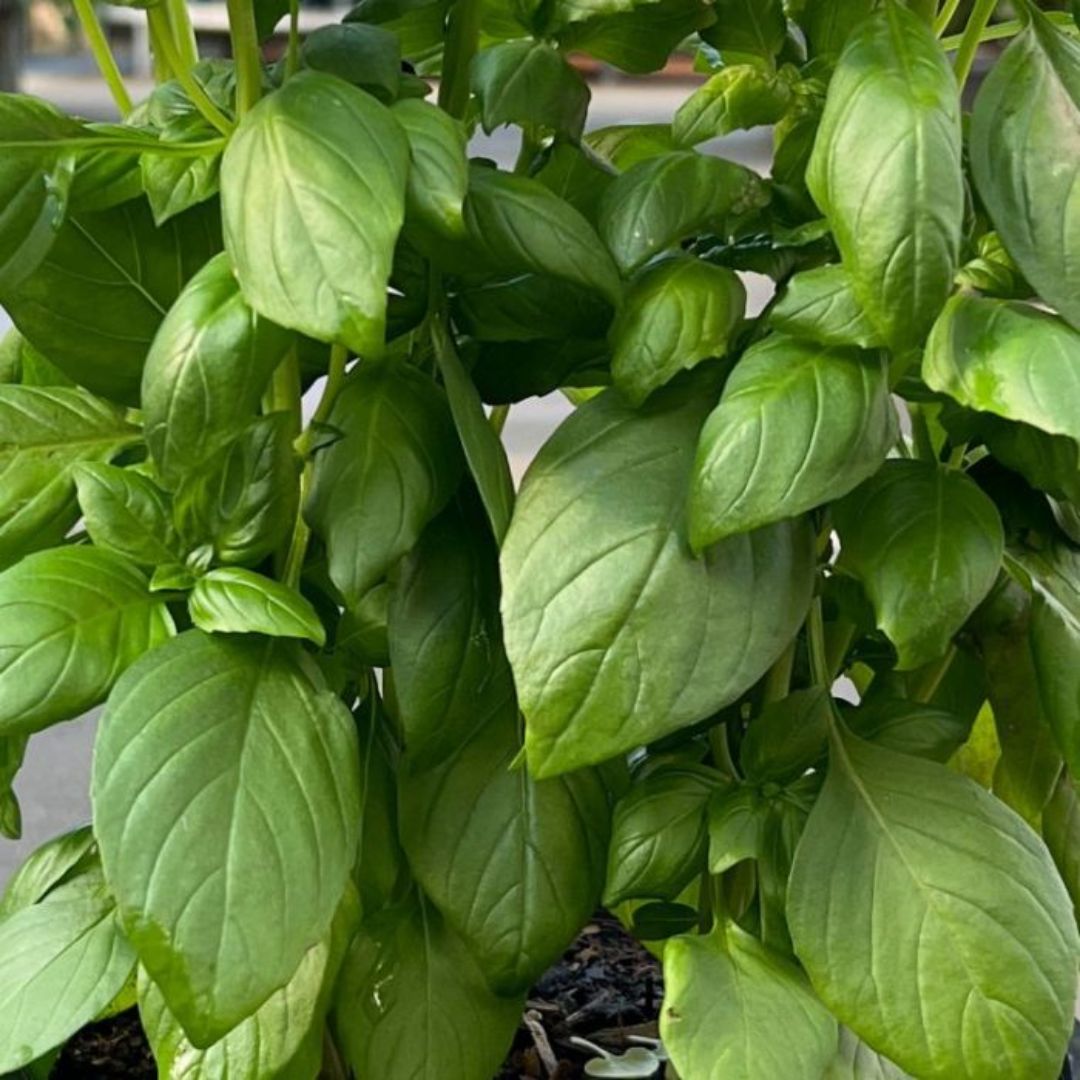 Basil Everleaf Emerald Towers 100mm – Lumpys Nursery & Landscape Yard